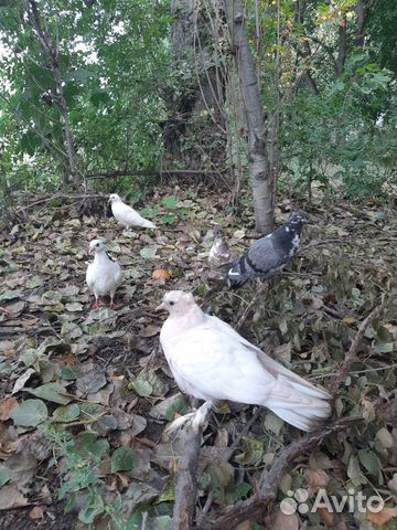 Голуби домашние