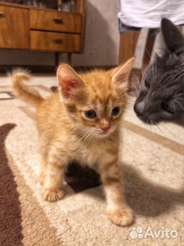 Котёнок в добрые руки