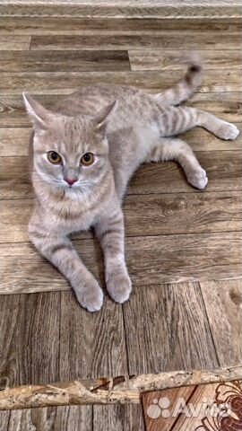 Кот Кокосик