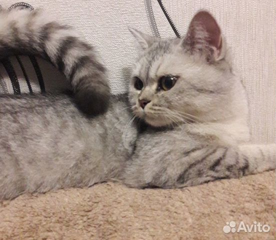 Найдена кошечка, вероятно британской породы