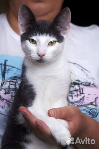 Котик Томасик