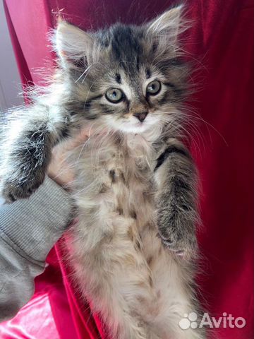 Котёнок Сибирской кошки