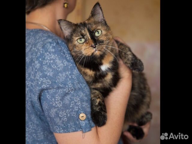 Кошке Мане нужен Человек