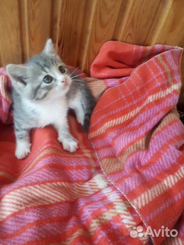 Котятки от мраморной британки