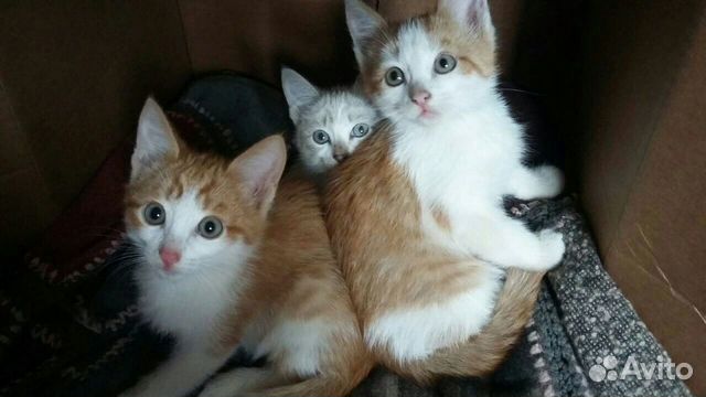 Шикарные котятки в дар добрым людям