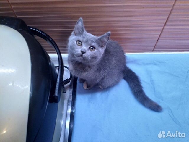 Британский мальчик