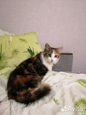 Кошечка