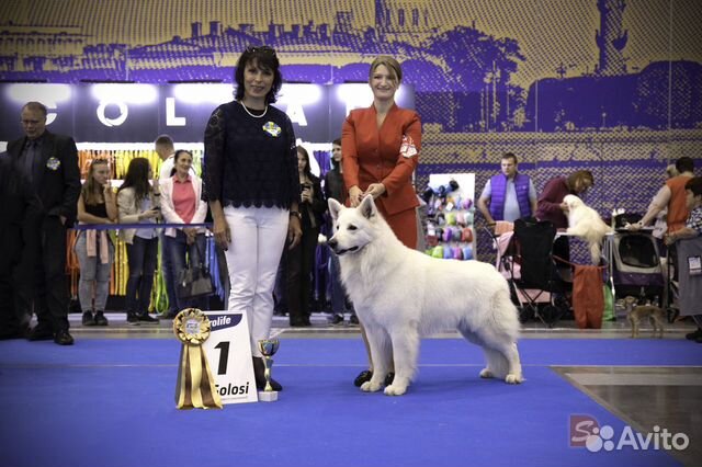 Мальчик бшо ищет девочку