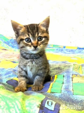 Котенок Помпошка ищет дом