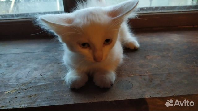 Котенок от турецкой ангоры