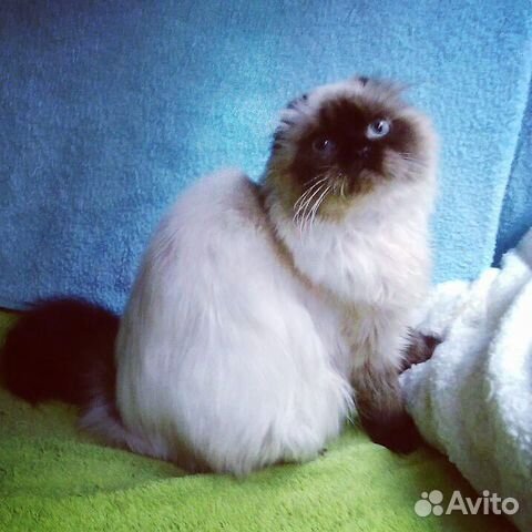 Изысканные супердетки