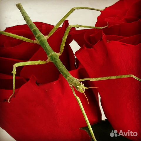 Палочник аннамский (нимфы и имаго)