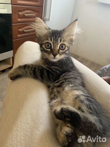 Котенок