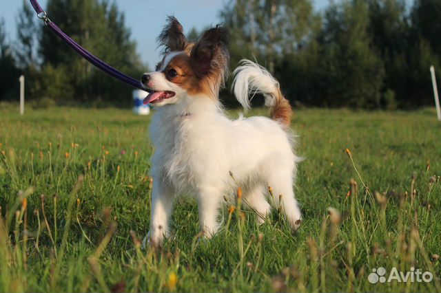 Милый папийончик