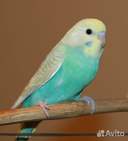 Улетели два волнистых попугая