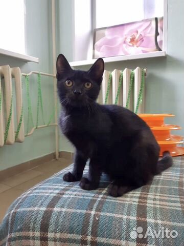 Черно-шоколадный котенок, мальчик