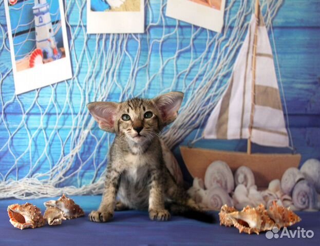 Ориентальная красотка