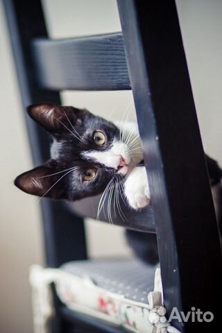 Котенок Каспер в добрые руки