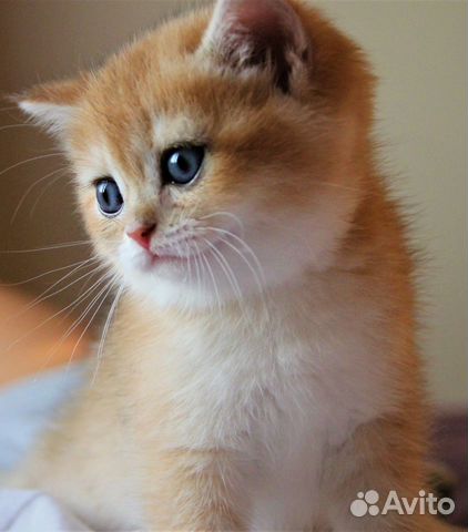 Котята Британские Шиншилы