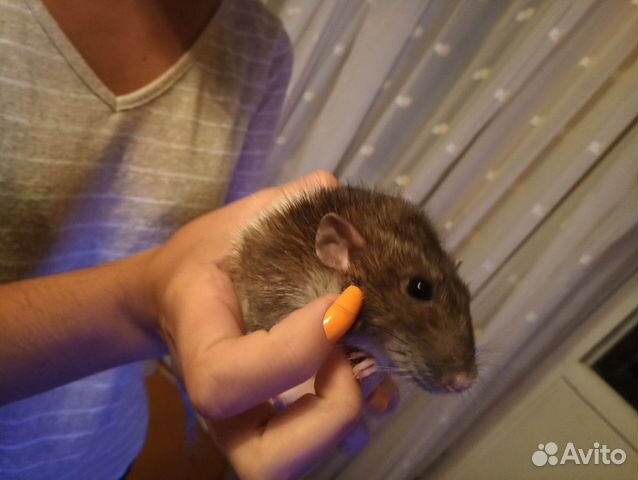 Крыса ручная