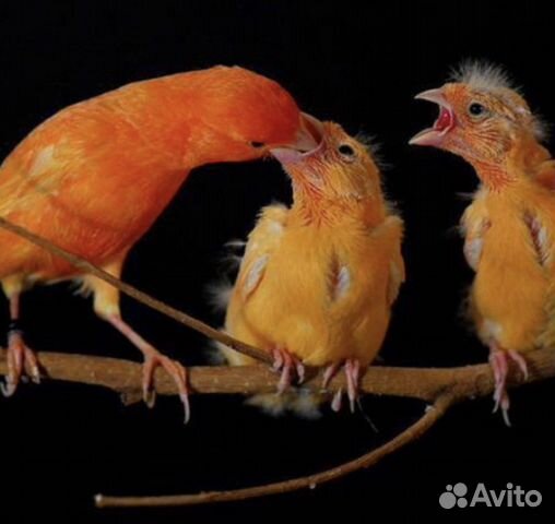 Кенары поют