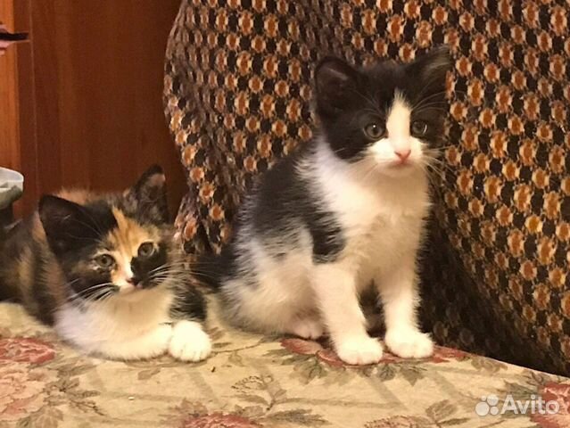 Крошки горошки