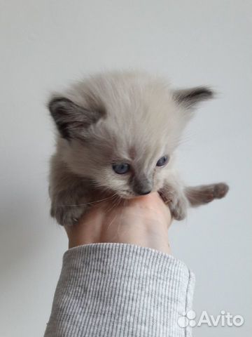 Отдадим котят