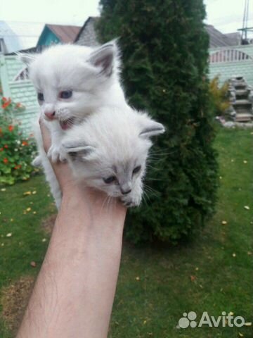 Отдам котят в хорошие руки