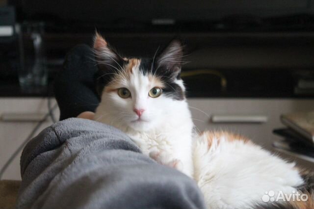 Котята, мама турецкий ван