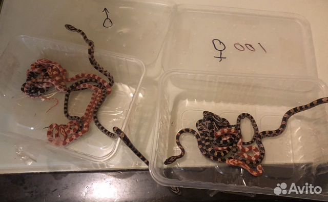 Маисовый полоз