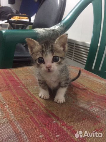 Котёнок