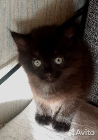 Котик в самые нежные руки