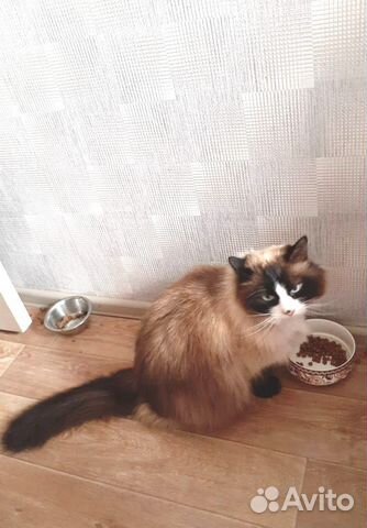 Котик - невская маскарадная в дар