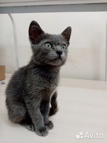 Котик очень хочет стать домашним