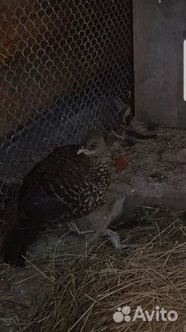 Фазан непаловский