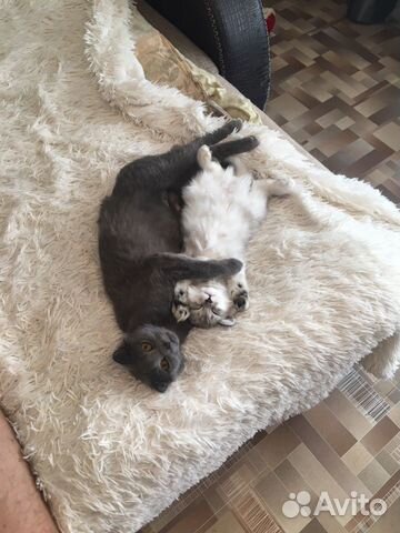 Ищем котика для вязки, шотландская вислоухая кошеч