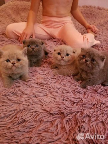 Котята