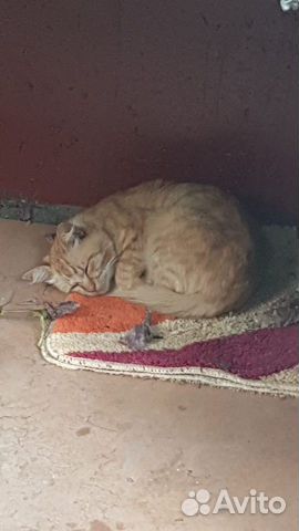 Рыжик кот 1,5года ищет свой дом
