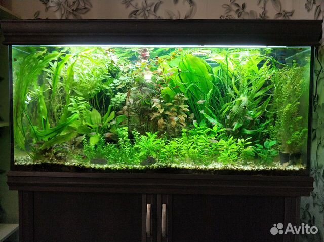 Аквариум с рыбками и растениями