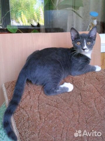 Котенок в добрые руки