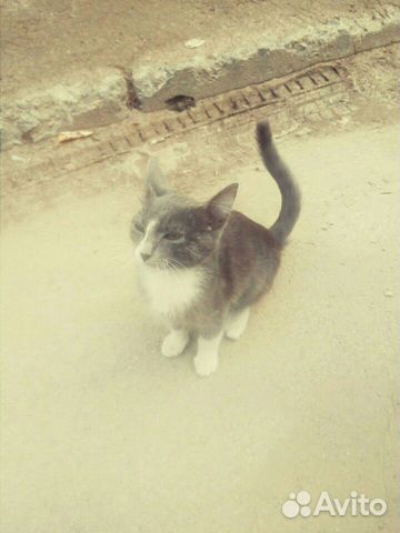 Котенок сиротка в добрые руки