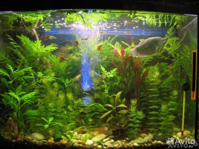 Аквариум панорамный 60л