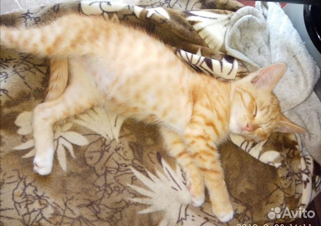 Рыжий котенок