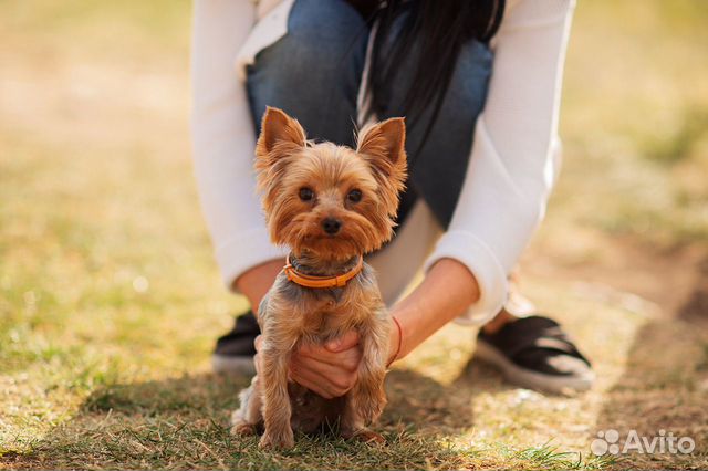 Молодой кобель(случка, вязка)