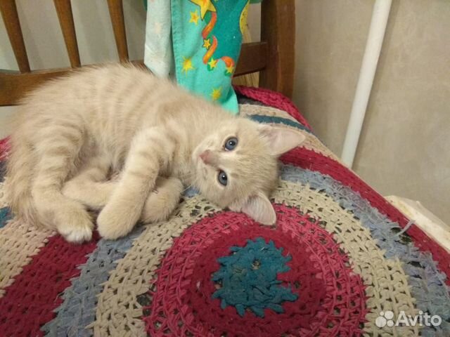 Отдам прелестного котенка в добрые руки