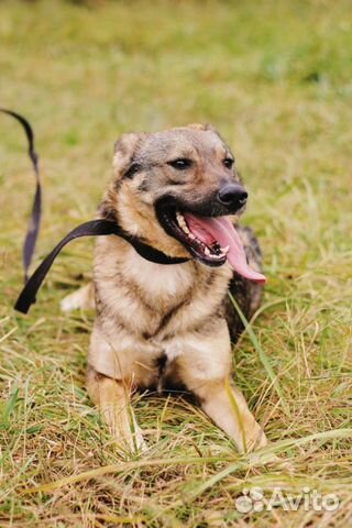 Пес Томми ищет дом