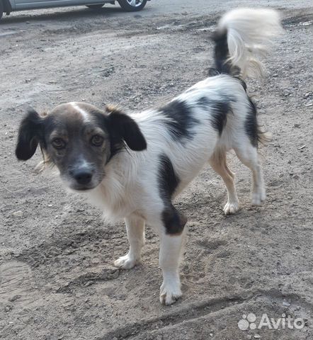 Ищет дом мелкая собачка Мальта