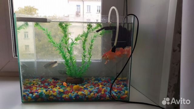 Аквариум на 25 литров. С рыбами