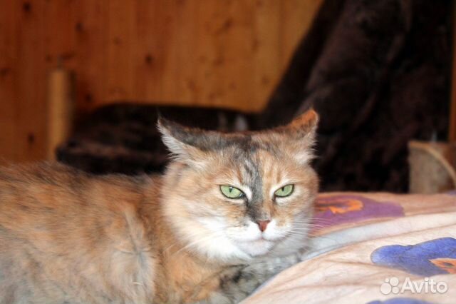 Алиса Патрикеевна