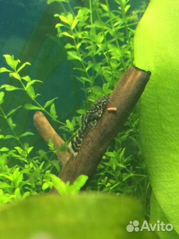 Малёк Анцитруса